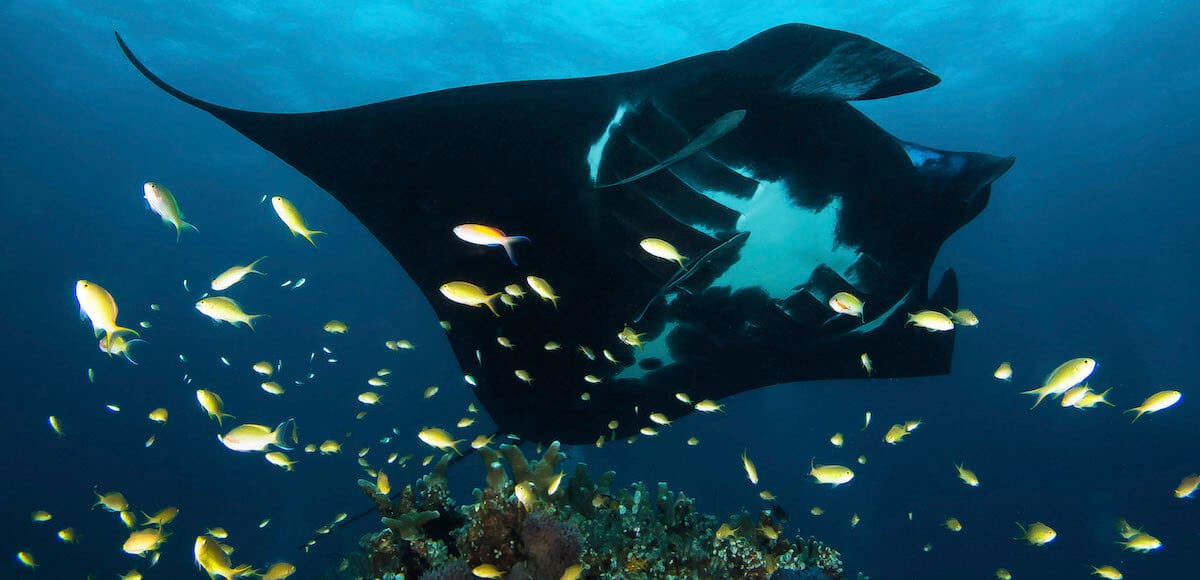 Arenui the Boutique Liveaboard - Dive Indonesia in Style from our ...